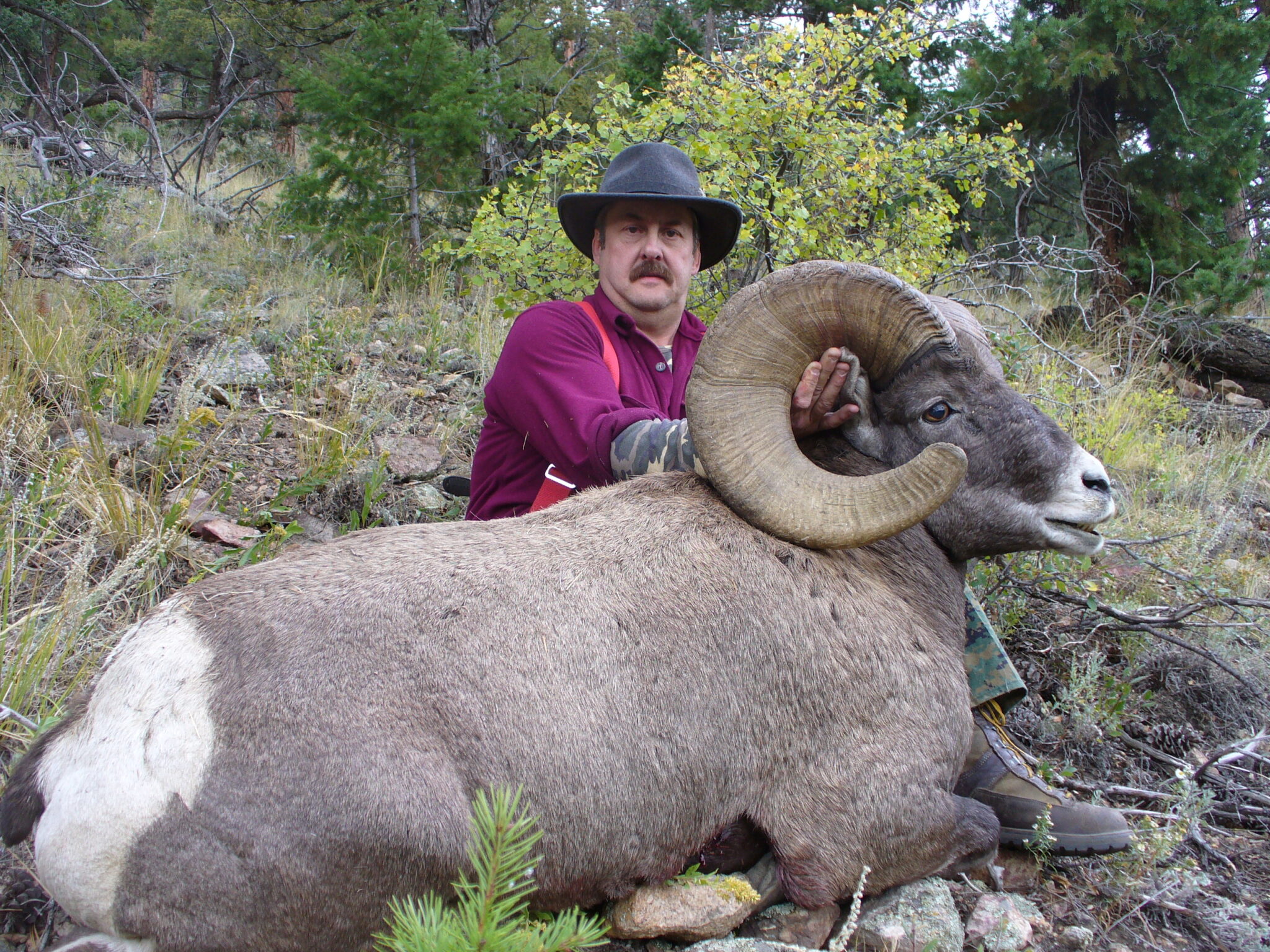 Sheep - Comanche Wilderness Outfitters